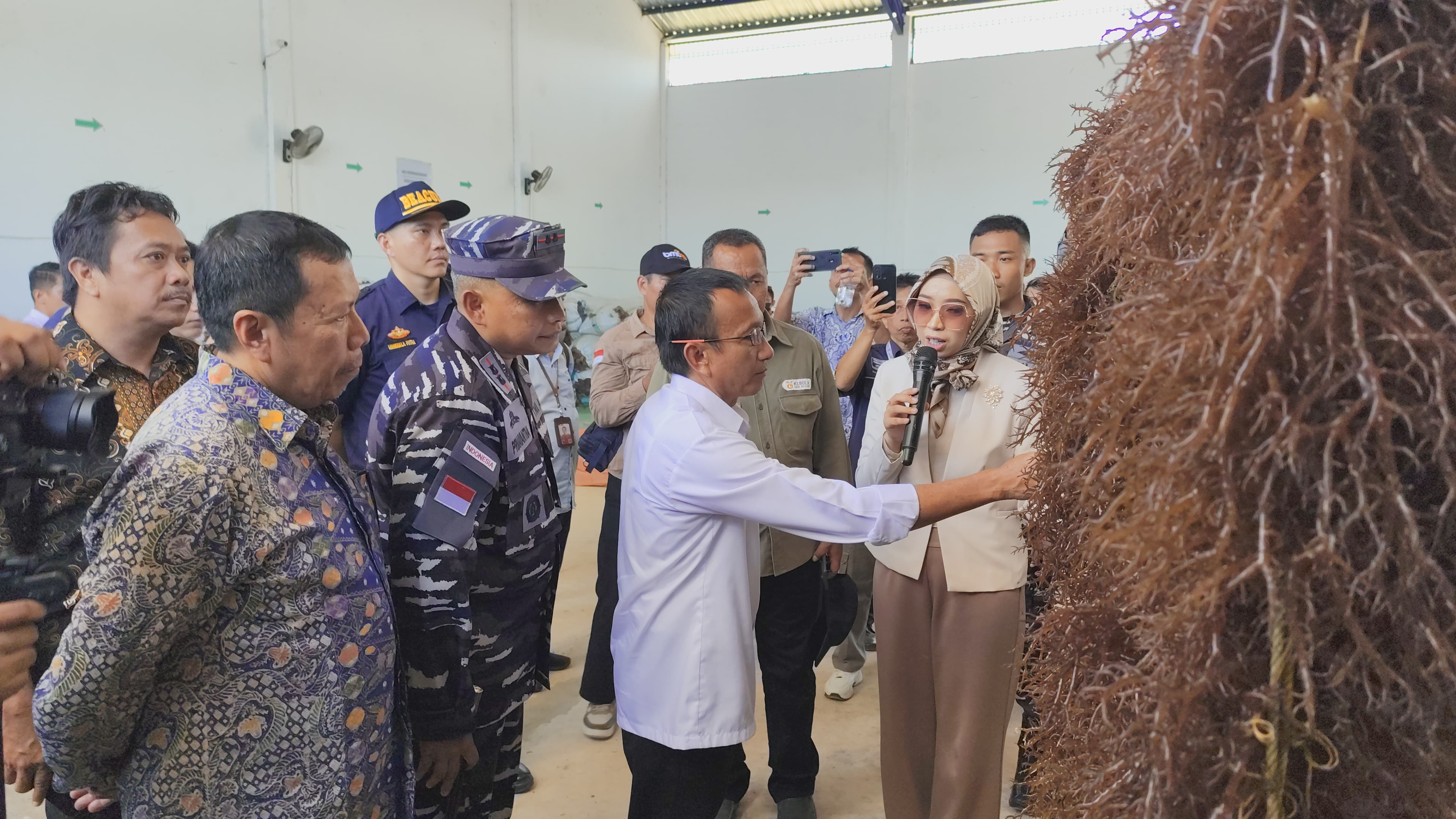 Ekspor Rumput Laut ke Korea Selatan, Wabup Nunukan: Semoga Berdampak ...