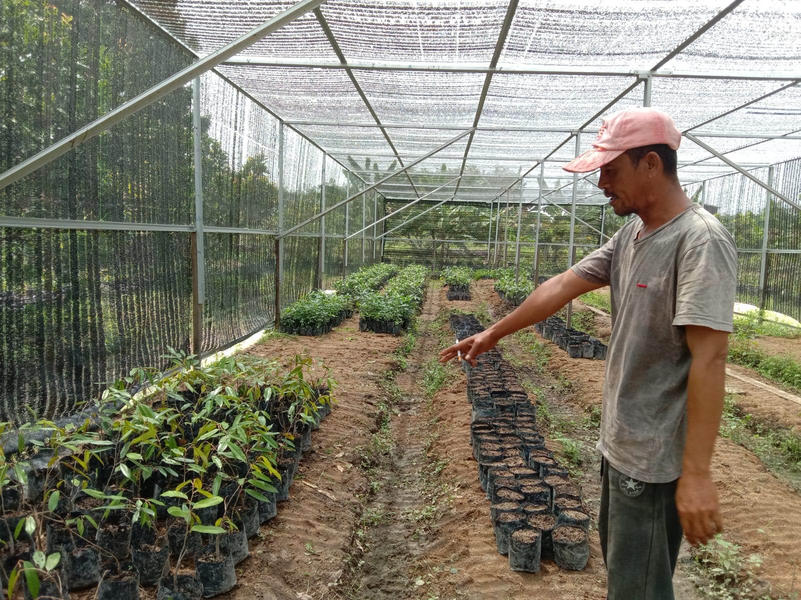 Kisah Arpandi Memajukan Pertanian di Kecamatan Terentang, Sulap Kebun ...