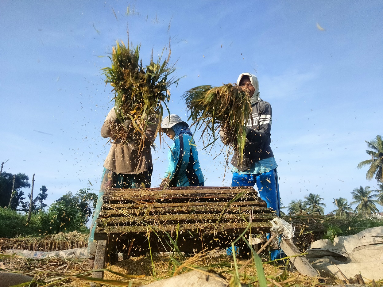 Petani Lombok Timur Mulai Panen, Harga Beras Mulai Turun